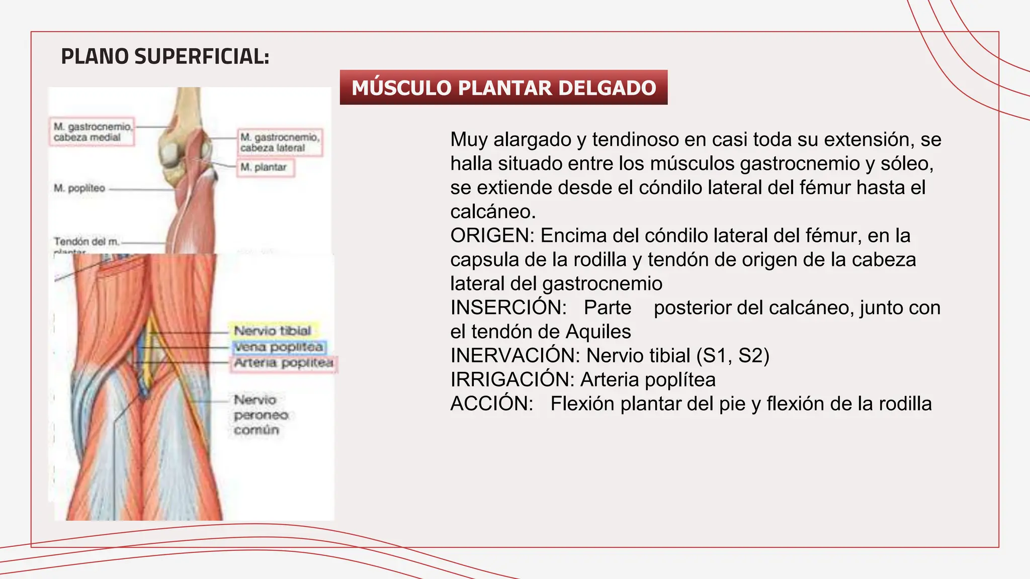 MUSCULO PIERNA COMPORTAMIENTO POSTERIOR.pptx | Death, Injury, or ...