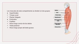 MUSCULO PIERNA COMPORTAMIENTO POSTERIOR.pptx