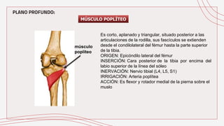 MUSCULO PIERNA COMPORTAMIENTO POSTERIOR.pptx