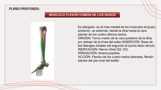 MUSCULO PIERNA COMPORTAMIENTO POSTERIOR.pptx