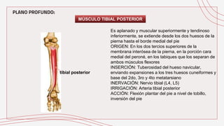 MUSCULO PIERNA COMPORTAMIENTO POSTERIOR.pptx