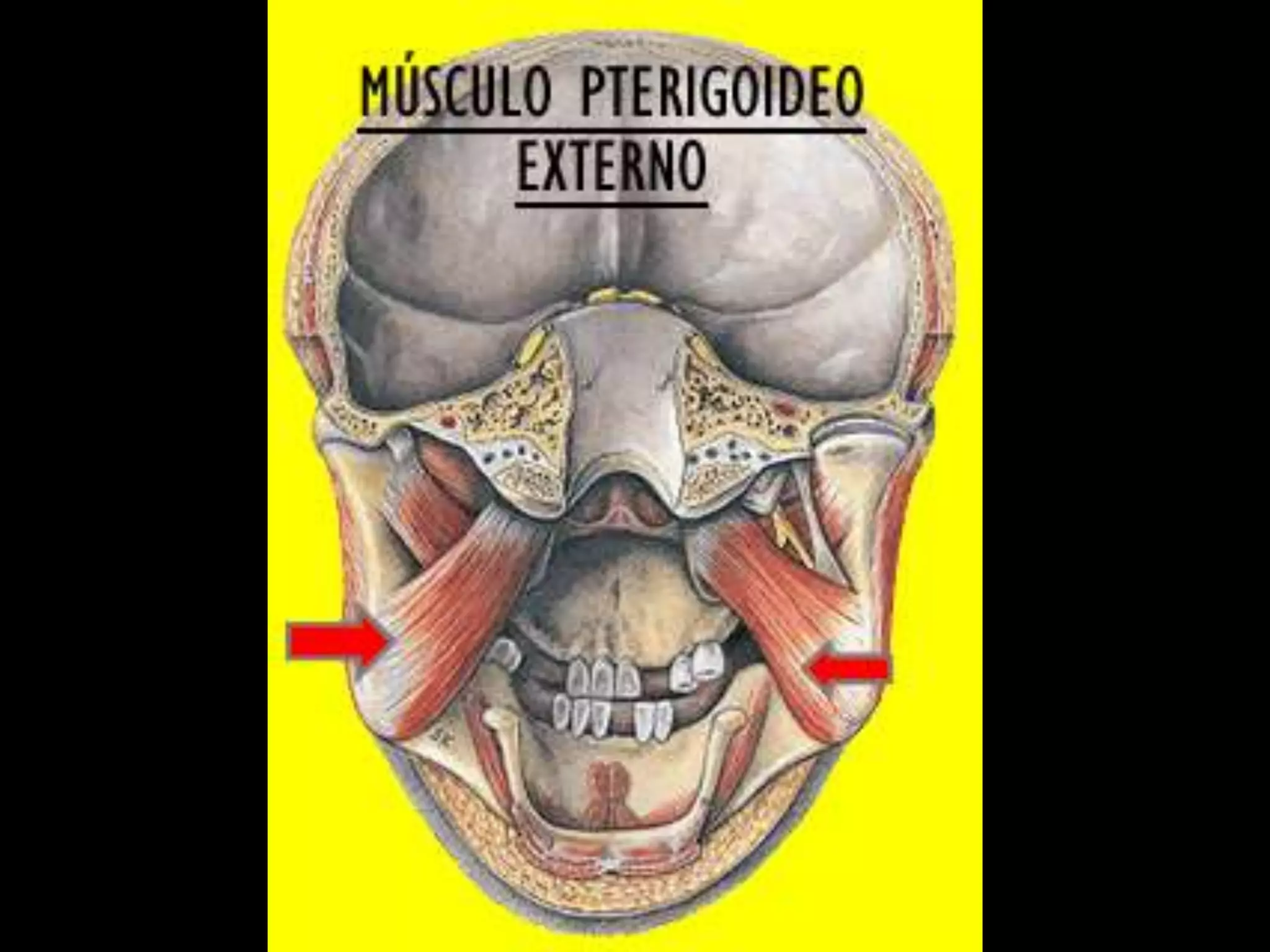 Musculos Pterigoideos medial y lateral (Inetrno y externo) | PPT