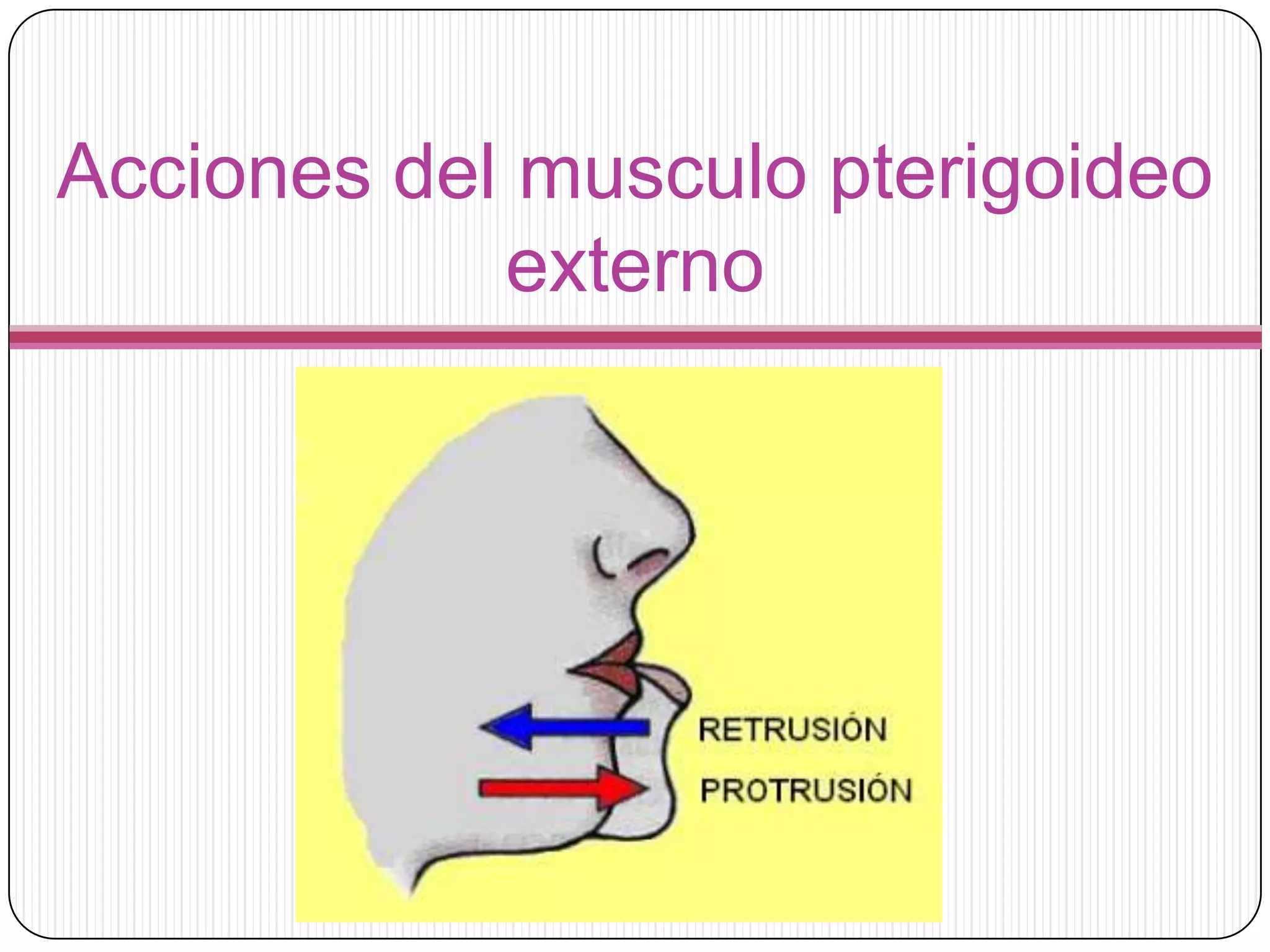 Musculos Pterigoideos medial y lateral (Inetrno y externo) | PPTX