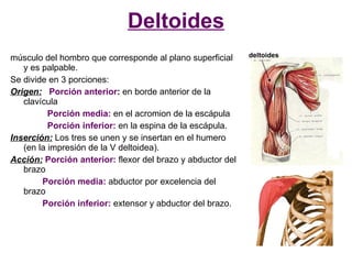 Musculos | PPT