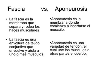 Músculos enfermería | PPT