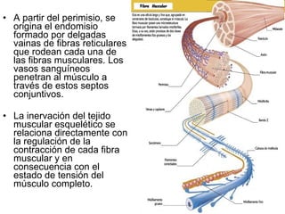 Músculos enfermería | PPT