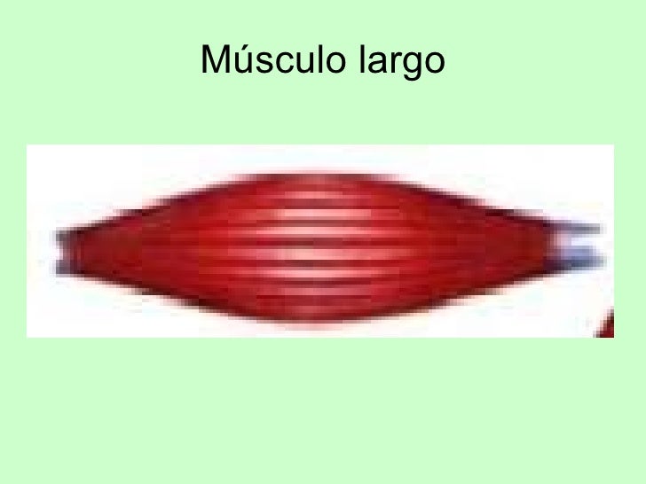 Musculos