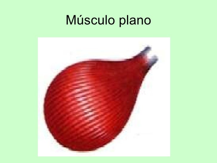 Musculos