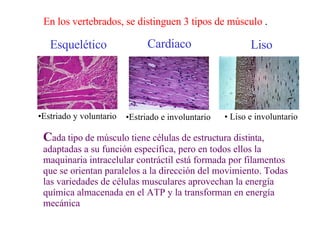 Musculos | PPT