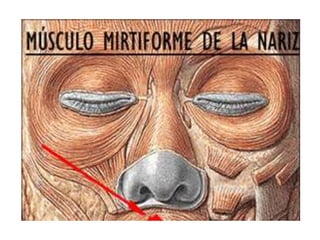 Musculos | PPTX