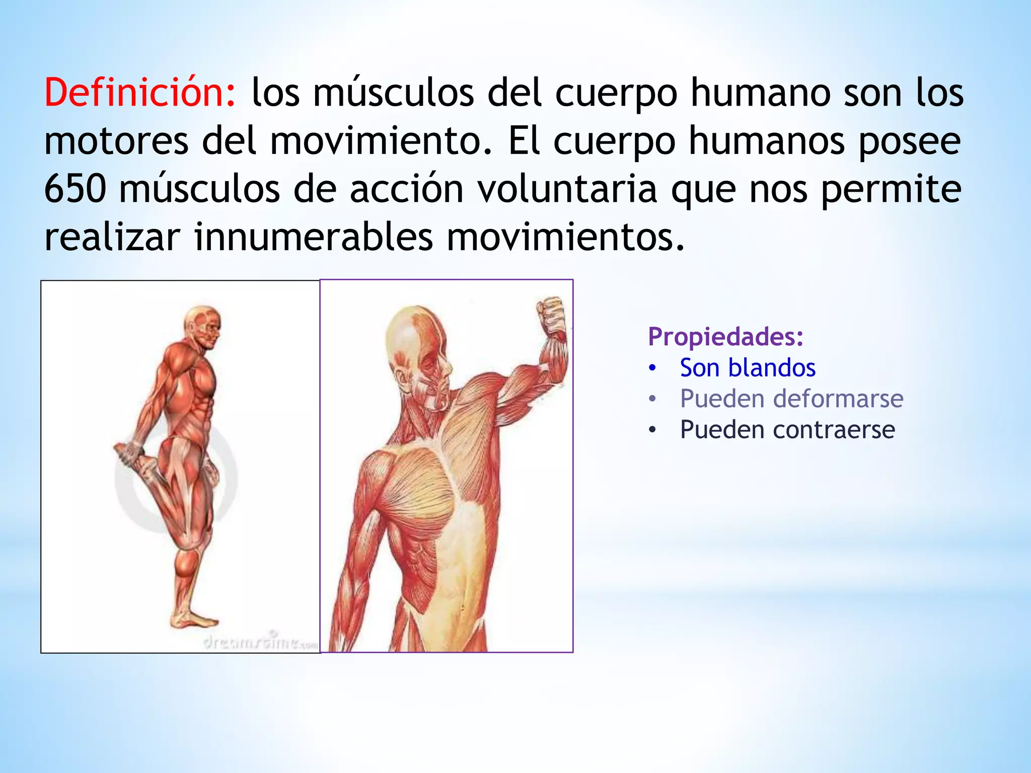 Musculos | PPT