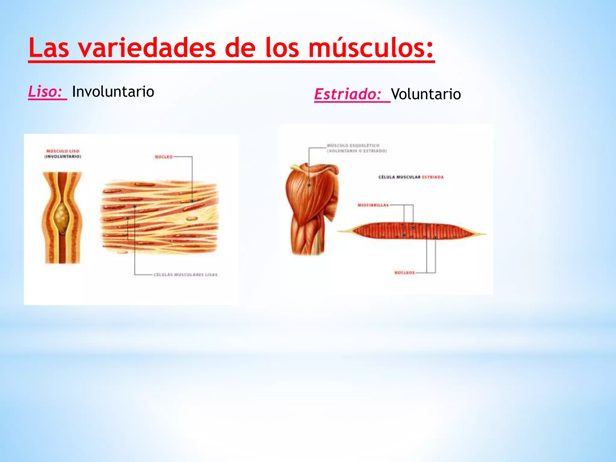 Musculos | PPT