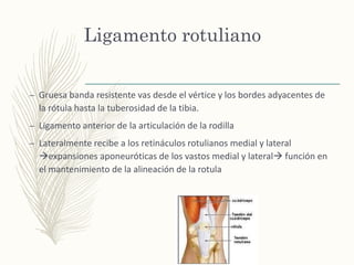 Musculos y articulaciones del Miembro inferior | PPTX