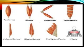 Musculos | PPTX