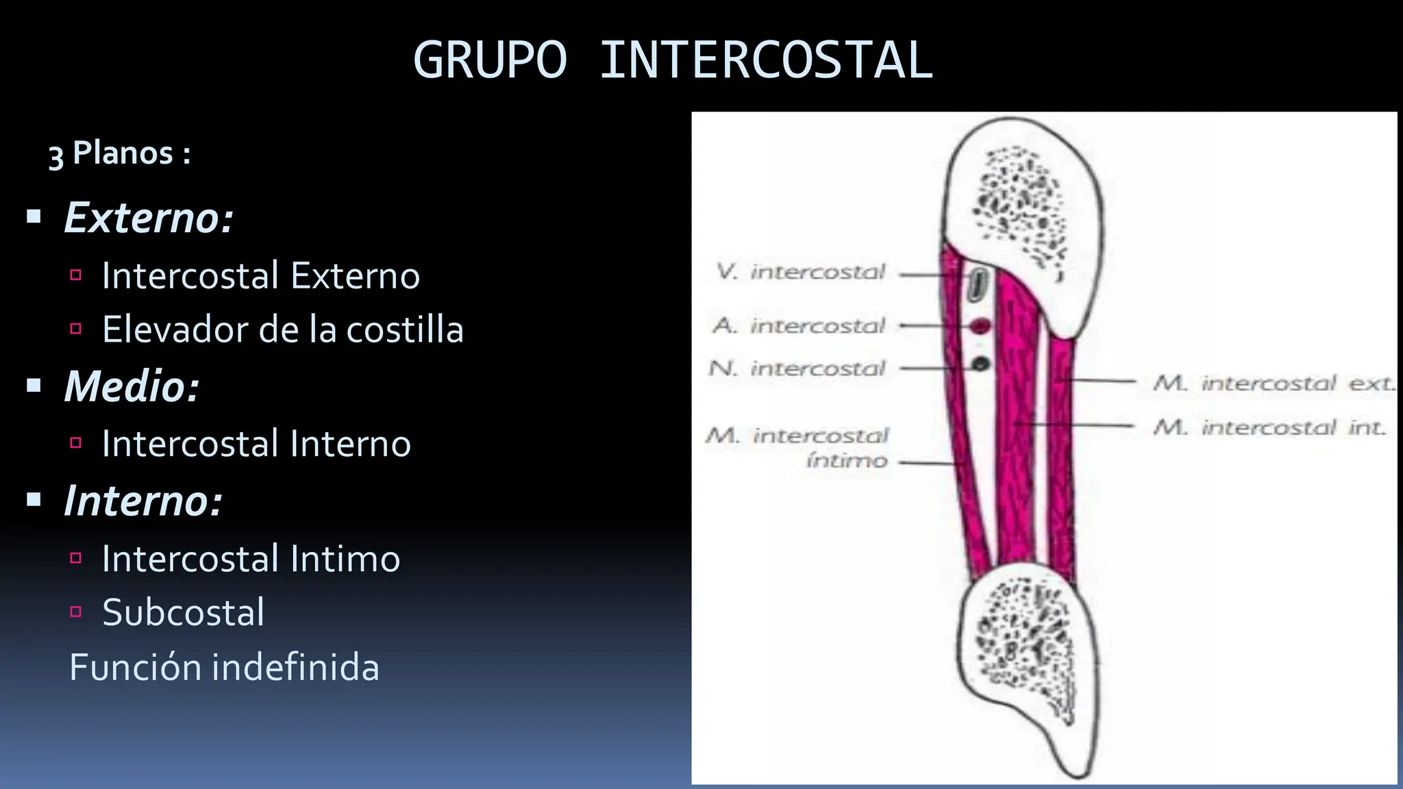 Músculos anatomía del tórax y sus partes | PDF