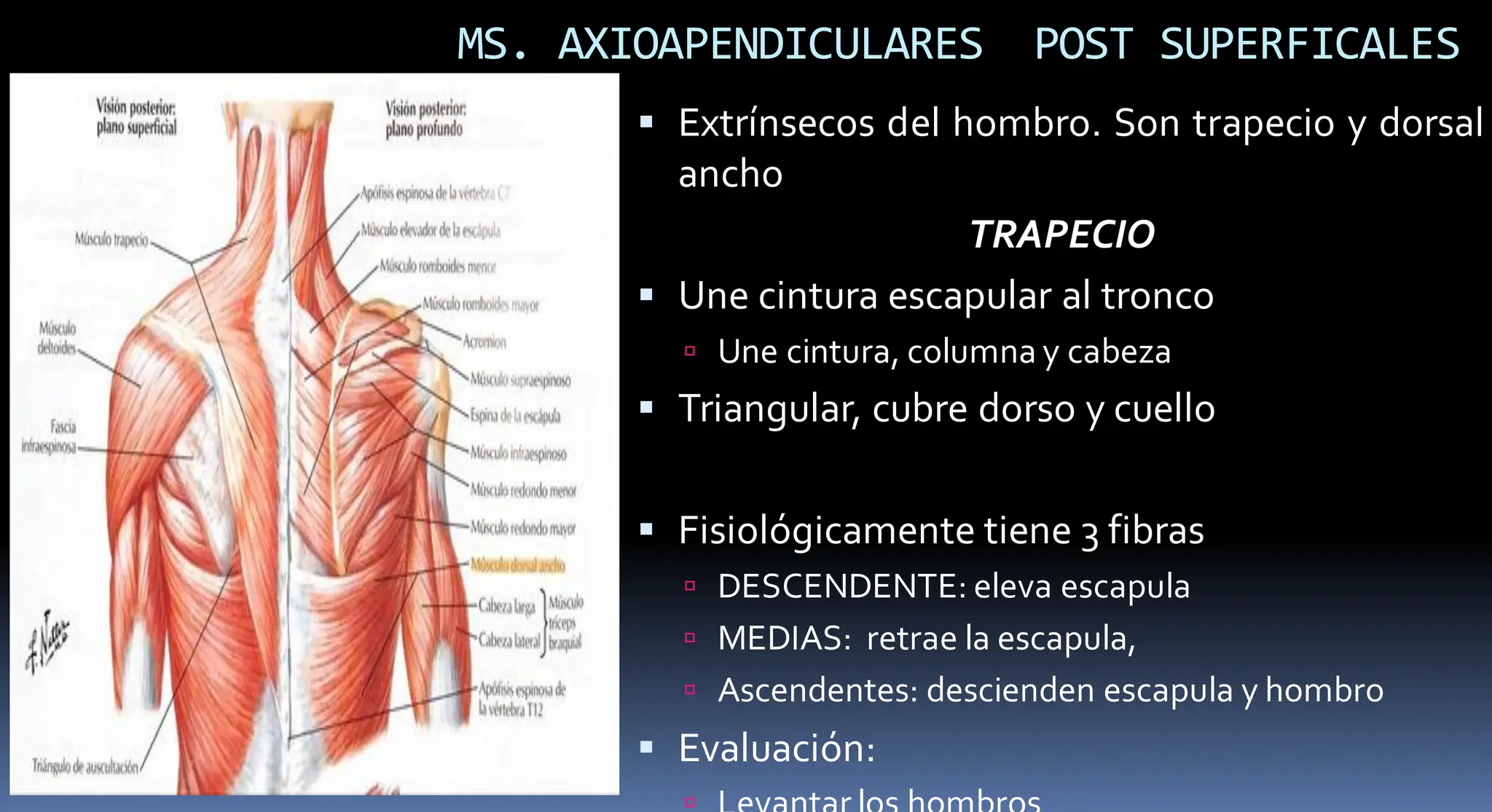 Músculos anatomía del tórax y sus partes | PDF