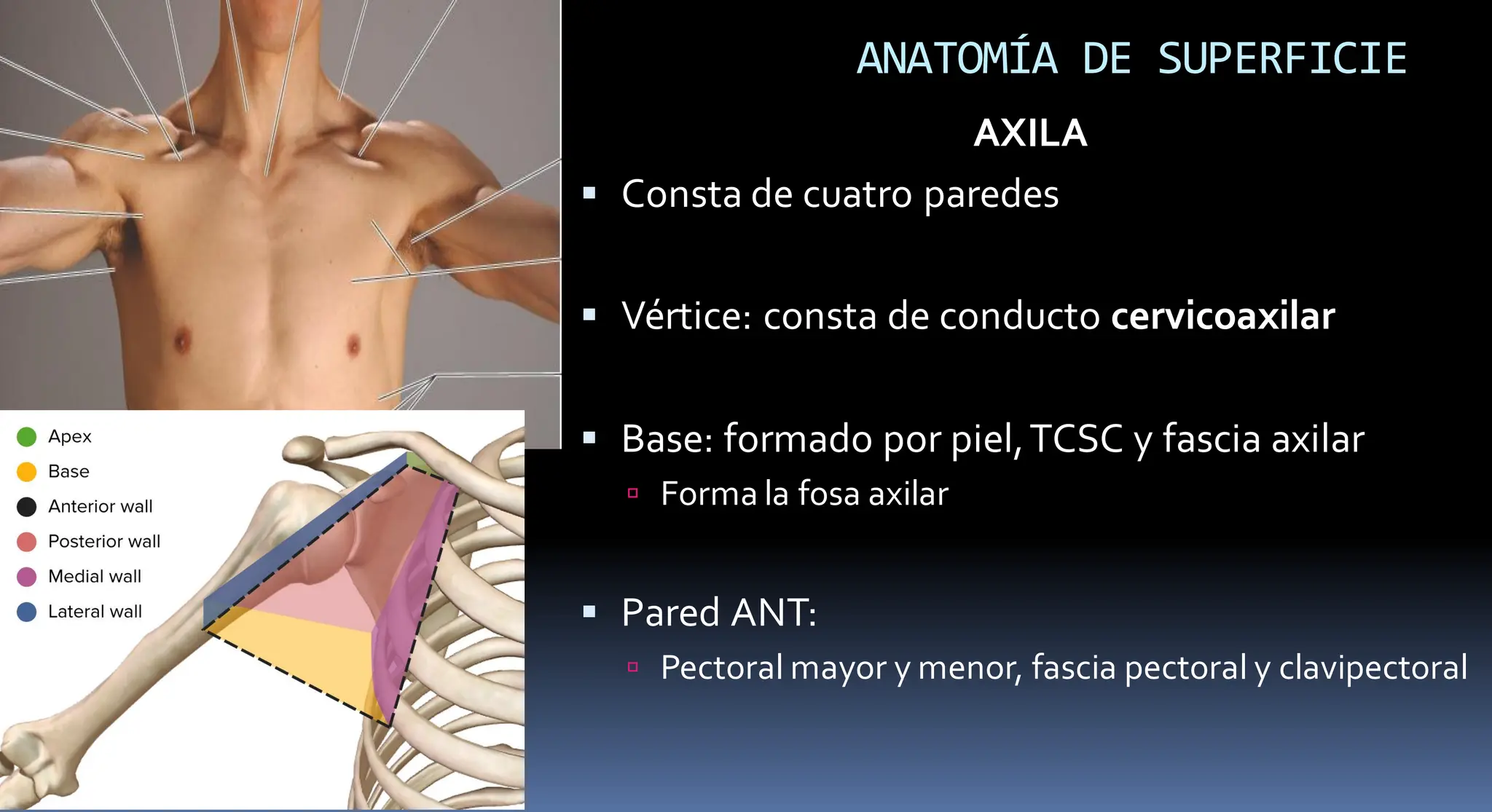 Músculos anatomía del tórax y sus partes | PDF