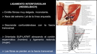 Músculos anatomía del tórax y sus partes | PDF