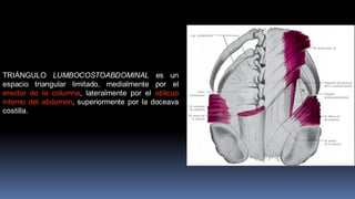 Músculos anatomía del tórax y sus partes | PDF