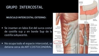 Músculos anatomía del tórax y sus partes | PDF
