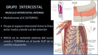 Músculos anatomía del tórax y sus partes | PDF
