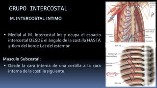 Músculos anatomía del tórax y sus partes | PDF