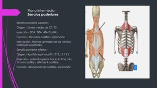 Anatomia de lo mus uloa del tronco y cudllo | PPTX
