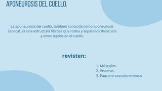 Músculos- Cara, Cráneo y Cuello, ligamentos y tendones | PDF