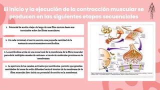 GUYTON TEMA 46 Musculos -Contraccion.pptx