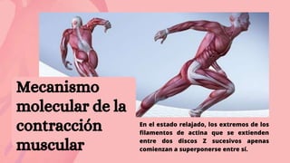 GUYTON TEMA 46 Musculos -Contraccion.pptx