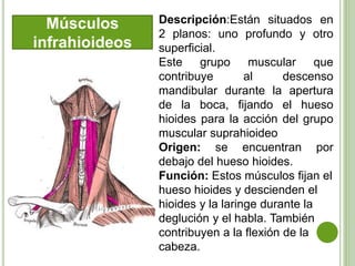 Musculos cuello-y-tronco | PPTX