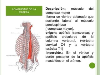 Musculos cuello-y-tronco | PPTX