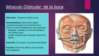 Musculos | PPTX