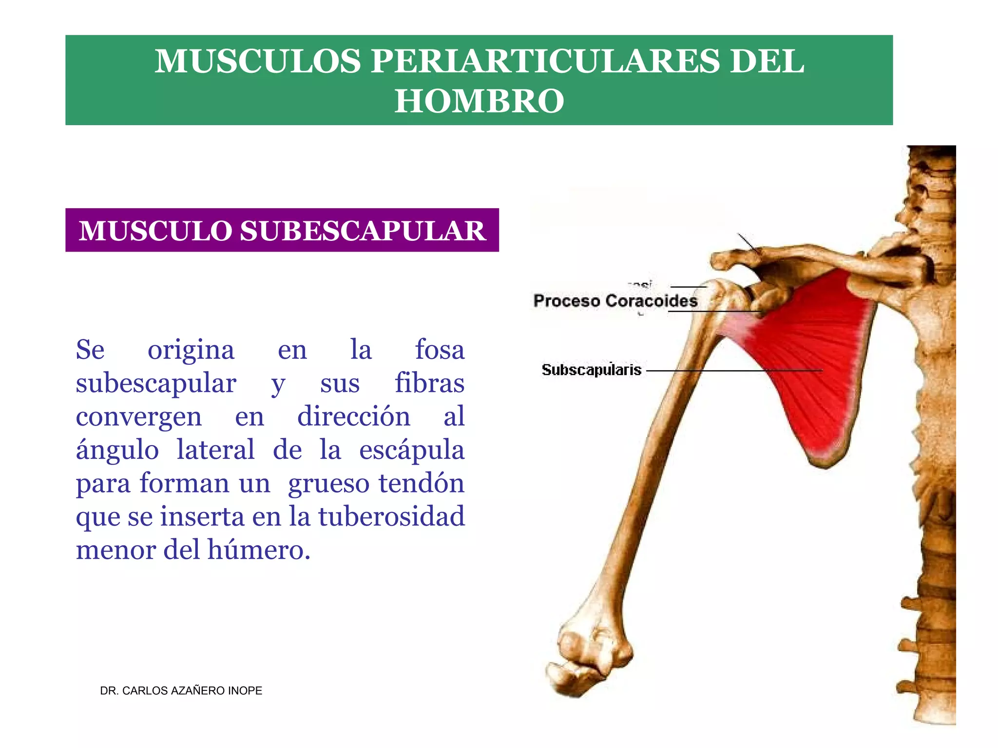 Musculos De La Extremidad Superior | PPT