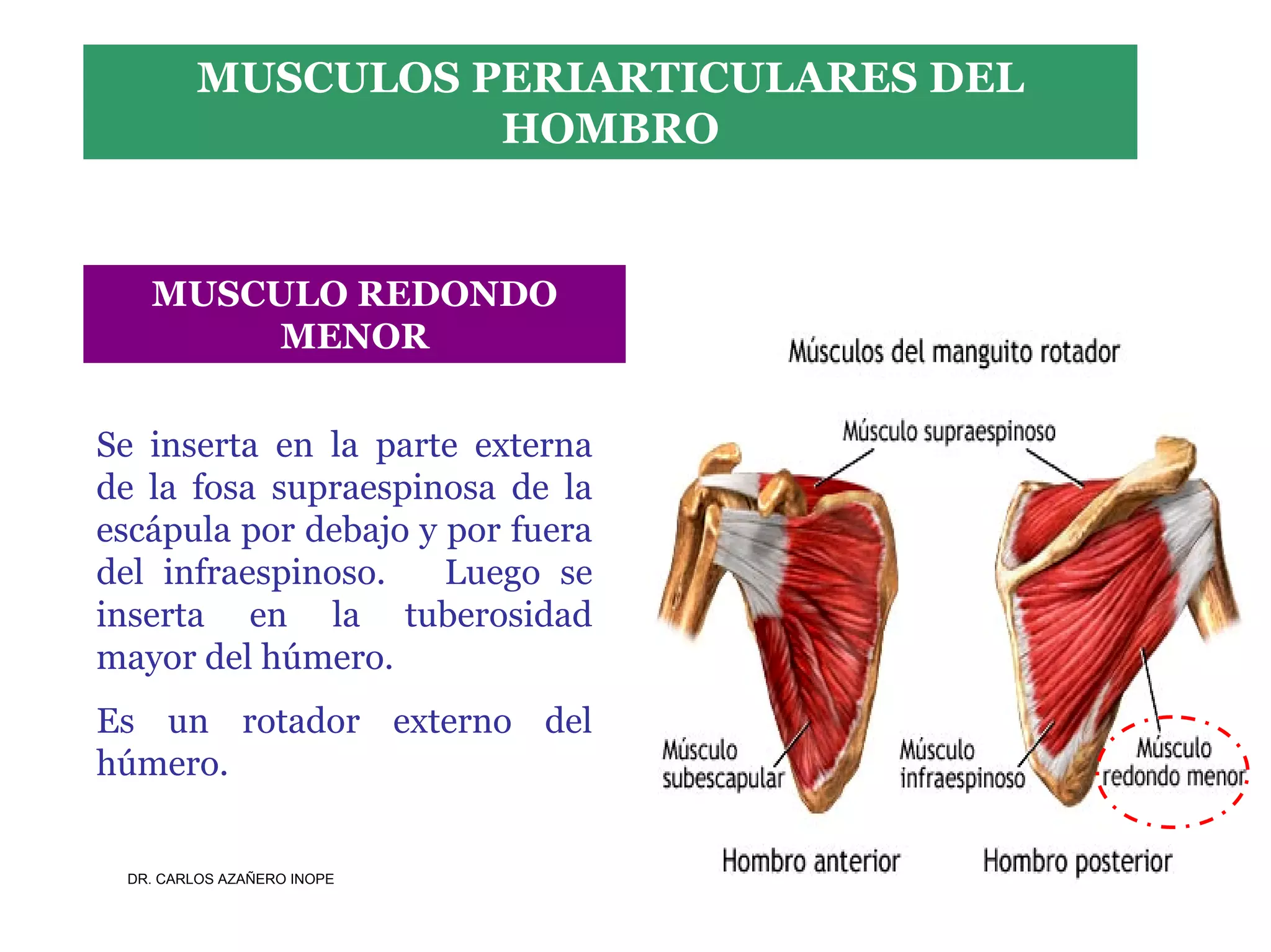 Musculos De La Extremidad Superior | PPT