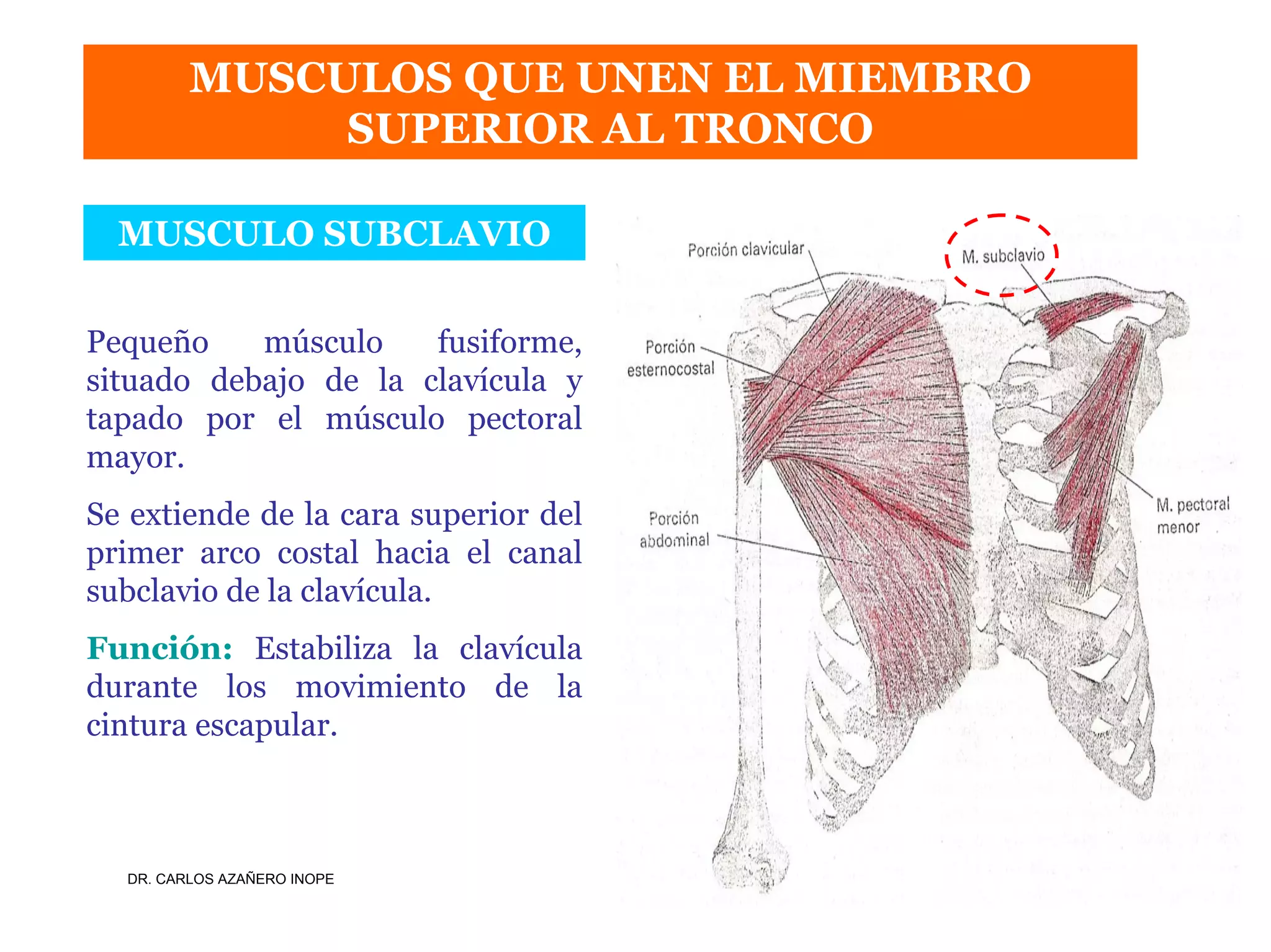 Musculos De La Extremidad Superior | PDF