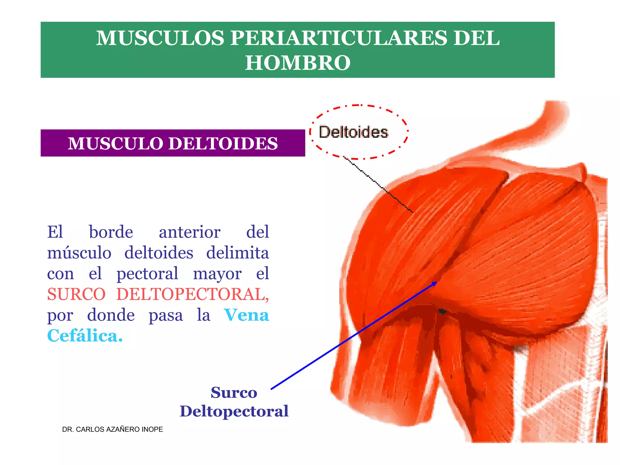 Musculos De La Extremidad Superior | PDF