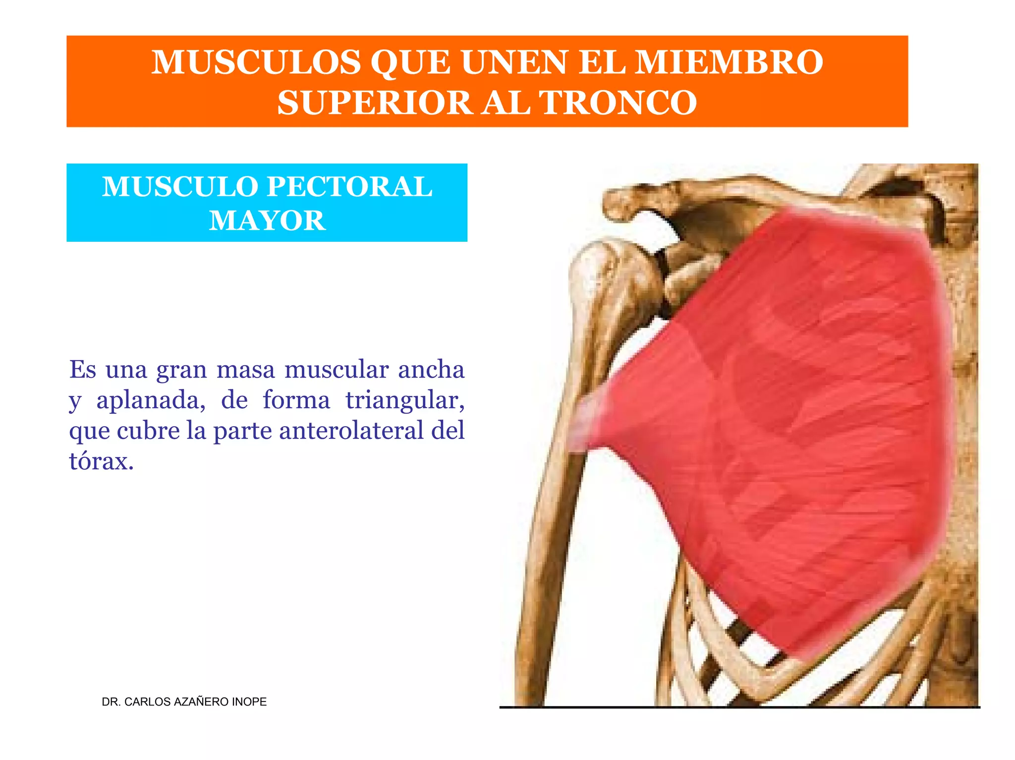 Musculos De La Extremidad Superior | PDF
