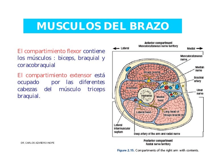 Musculos De La Extremidad Superior
