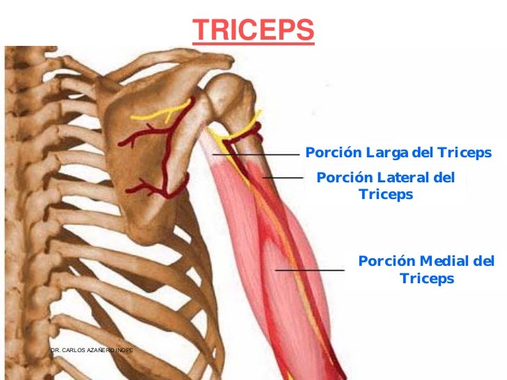 Musculos De La Extremidad Superior