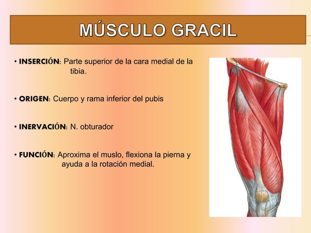 Musculos de-miembro-inferior