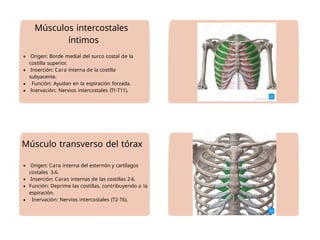 músculos-de-tórax-y-abdomen [Autoguardado].pptx