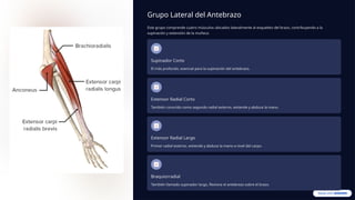 Anatomía-y-Fisiología-de-los-Musculos-del-Antebrazo.pptx