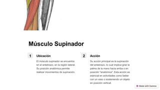 Musculos-del-antebrazo-y-brazo.pptx