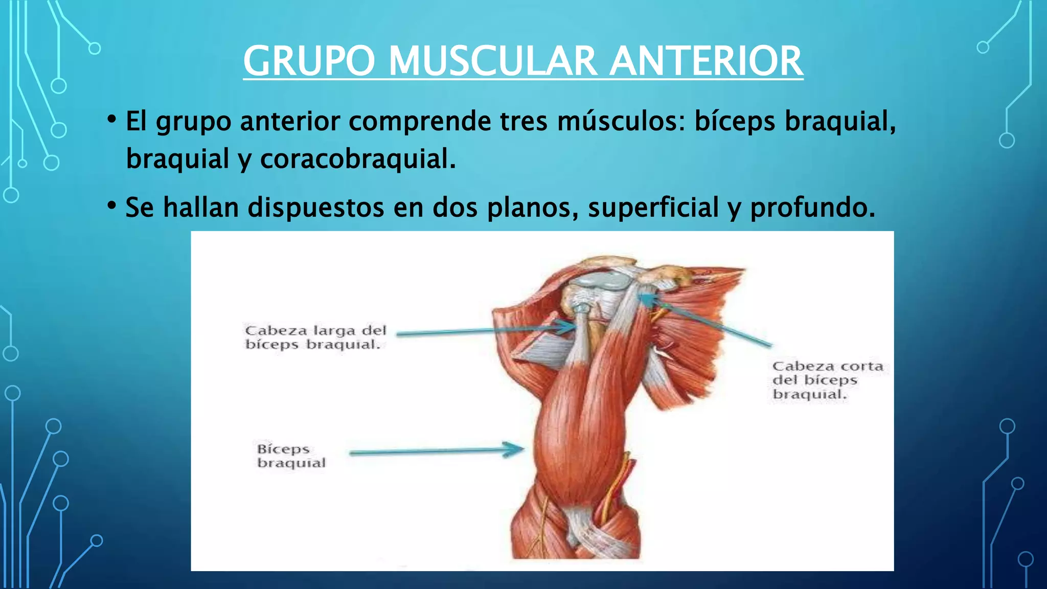 Musculos del-brazo-anatomia | PPTX