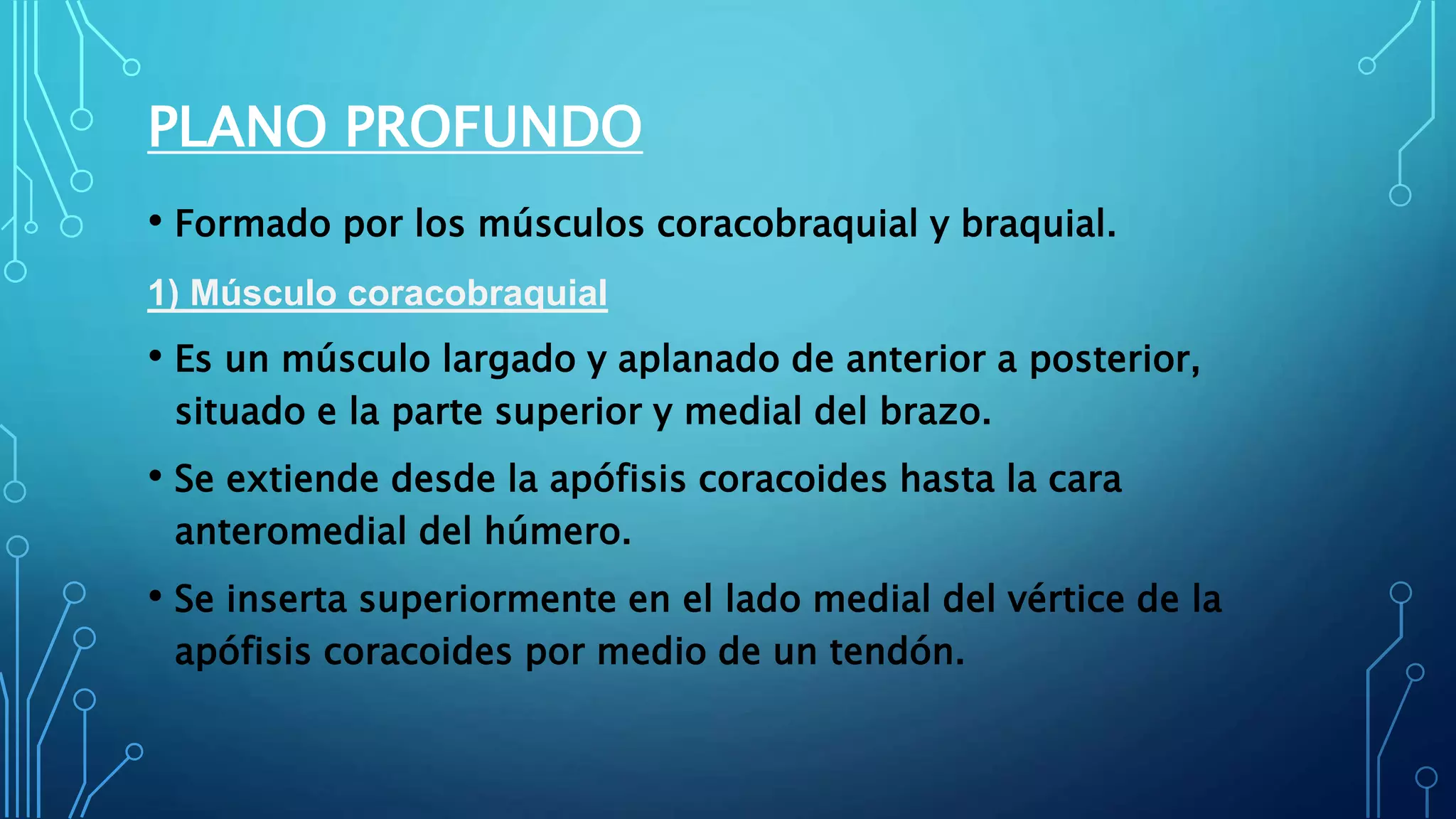 Musculos del-brazo-anatomia | PPTX