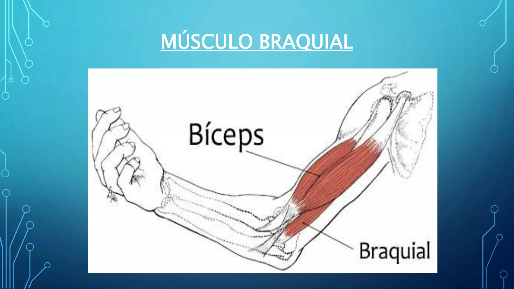 Musculos del-brazo-anatomia | PPTX