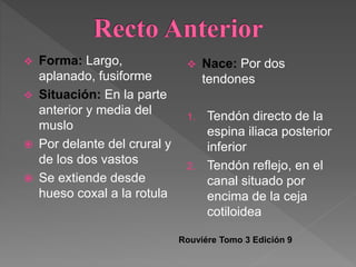 Musculos del muslo | PPTX