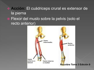 Musculos del muslo | PPTX