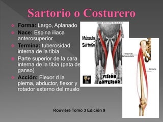 Musculos del muslo | PPTX